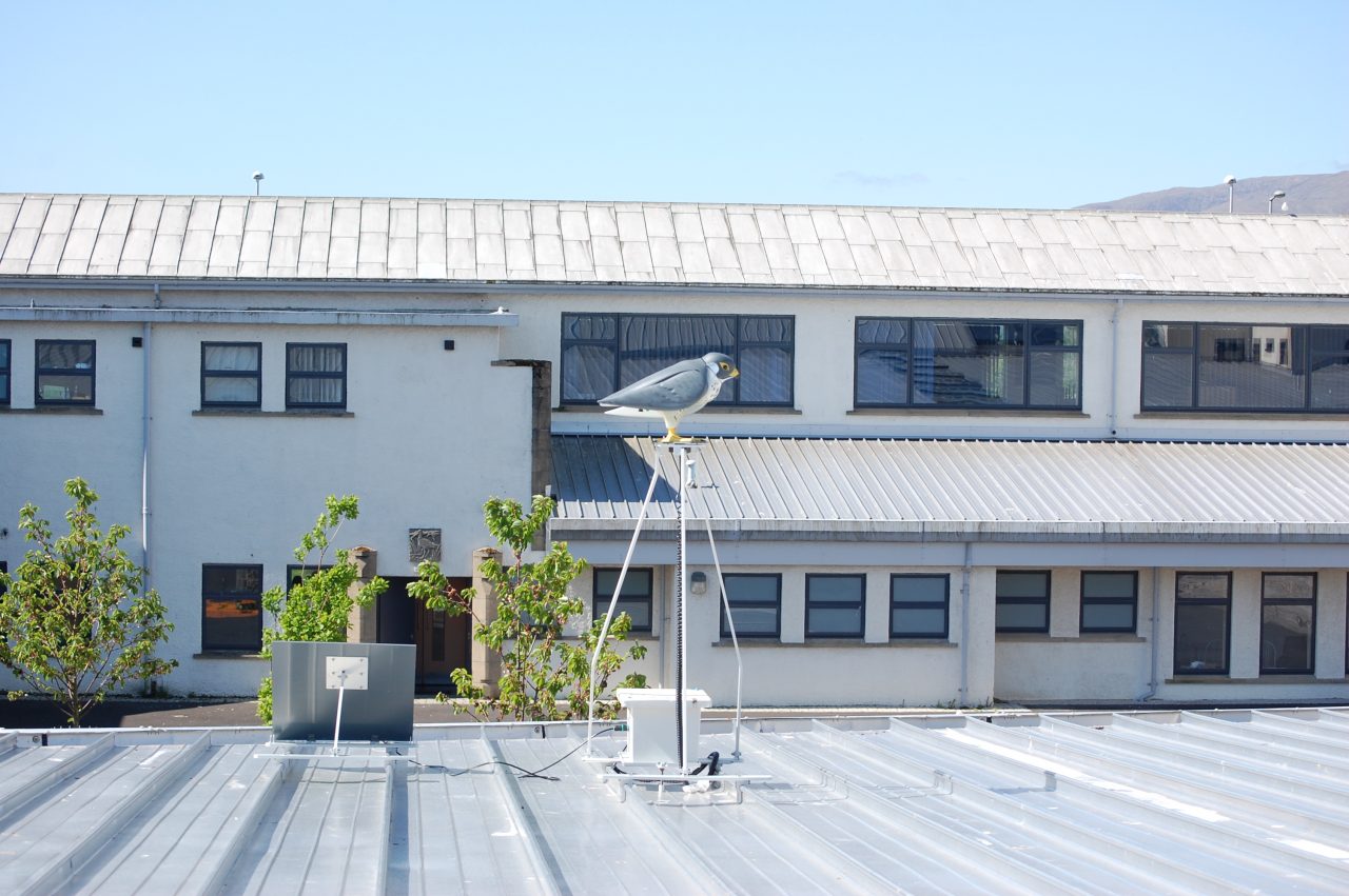 R:Falcon Bird Control | Products | Robop Ltd