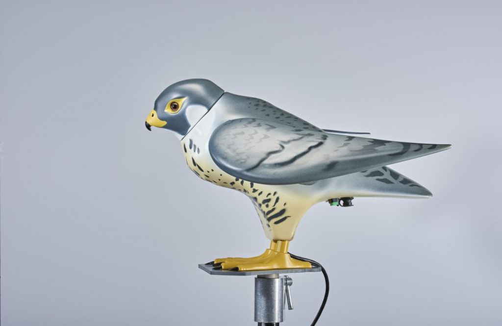 R:Falcon Bird Control | Products | Robop Ltd