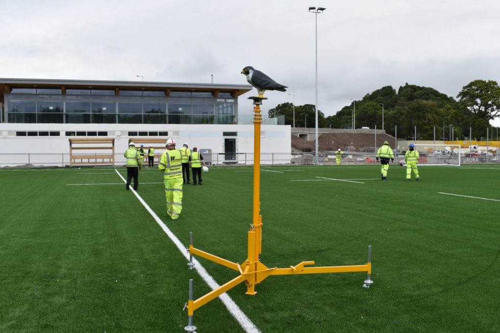 R:Falcon Bird Control | Products | Robop Ltd